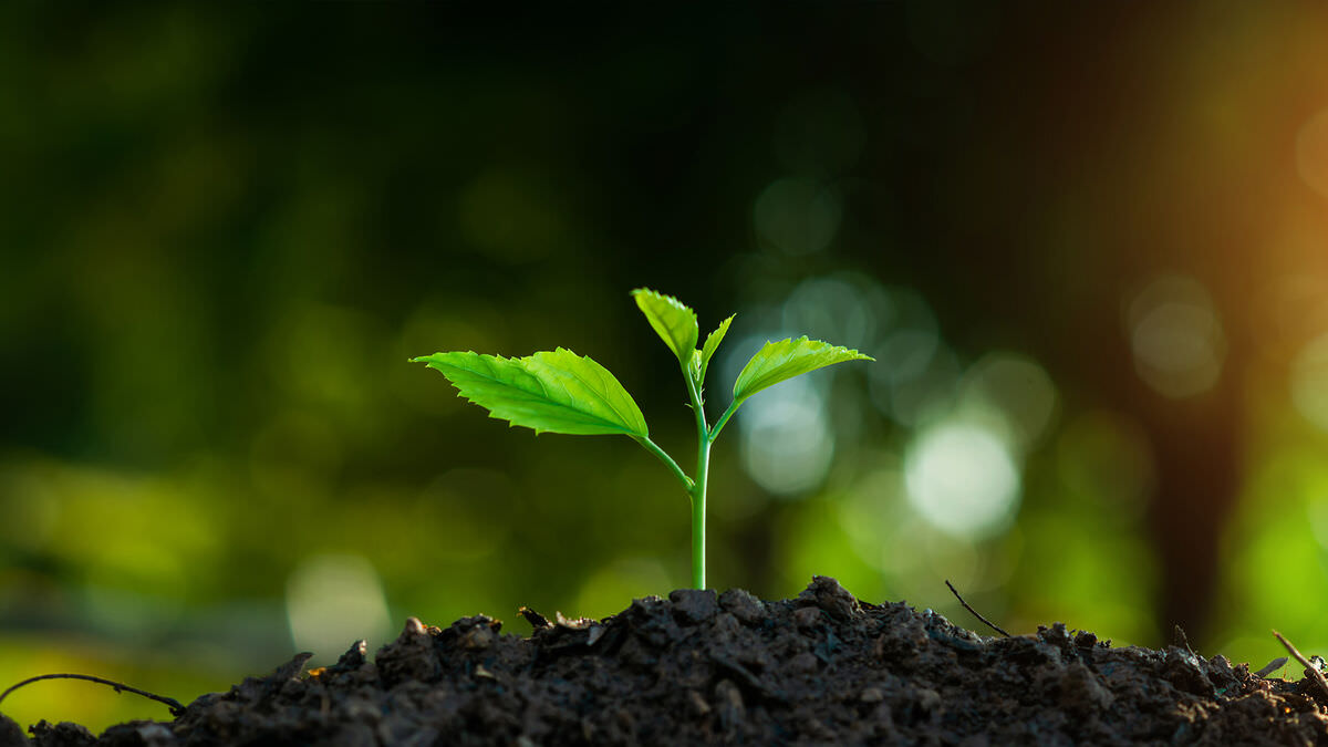 KAL Group - South Africa - Kaap Agri onthul nuwe handelsmerke