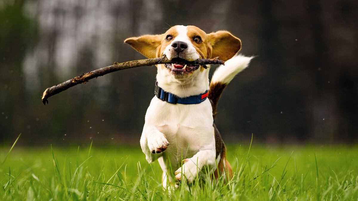 KAL Group - South Africa - A new haunt for city hounds