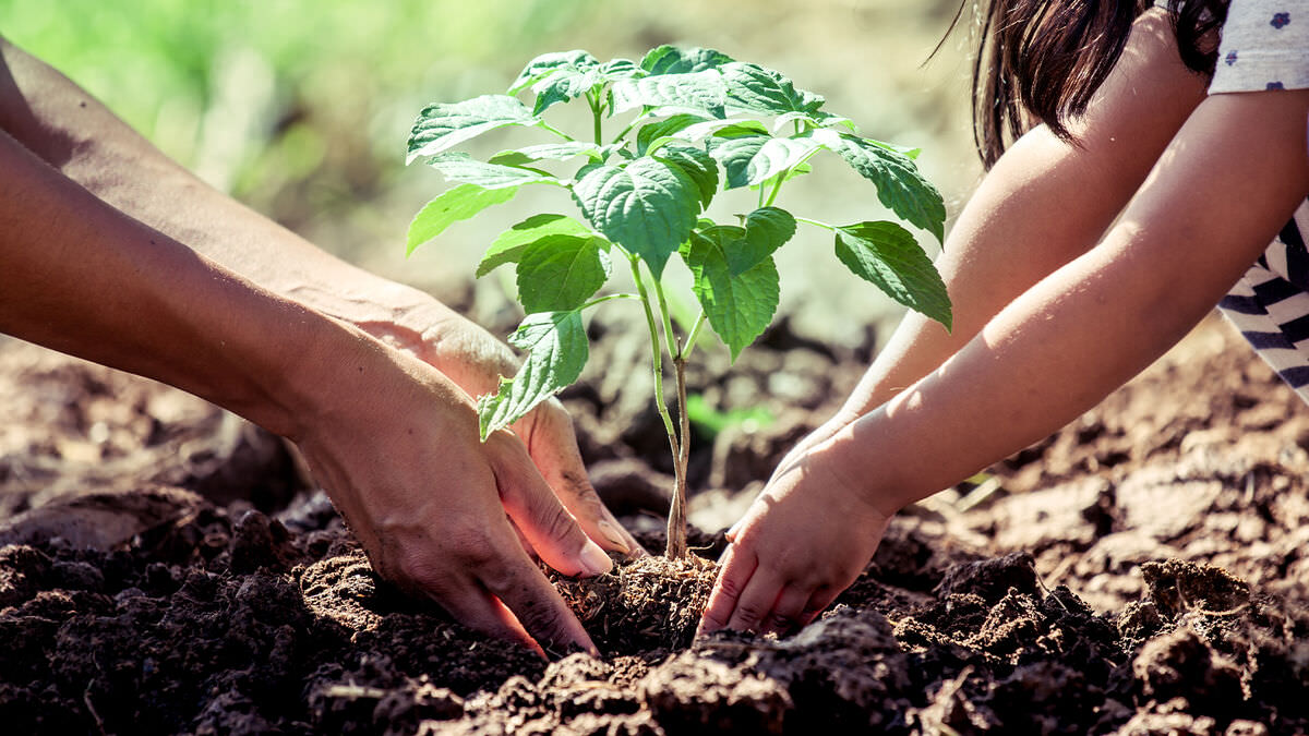 KAL Group - South Africa - Nuwe groentetuin skool se trots